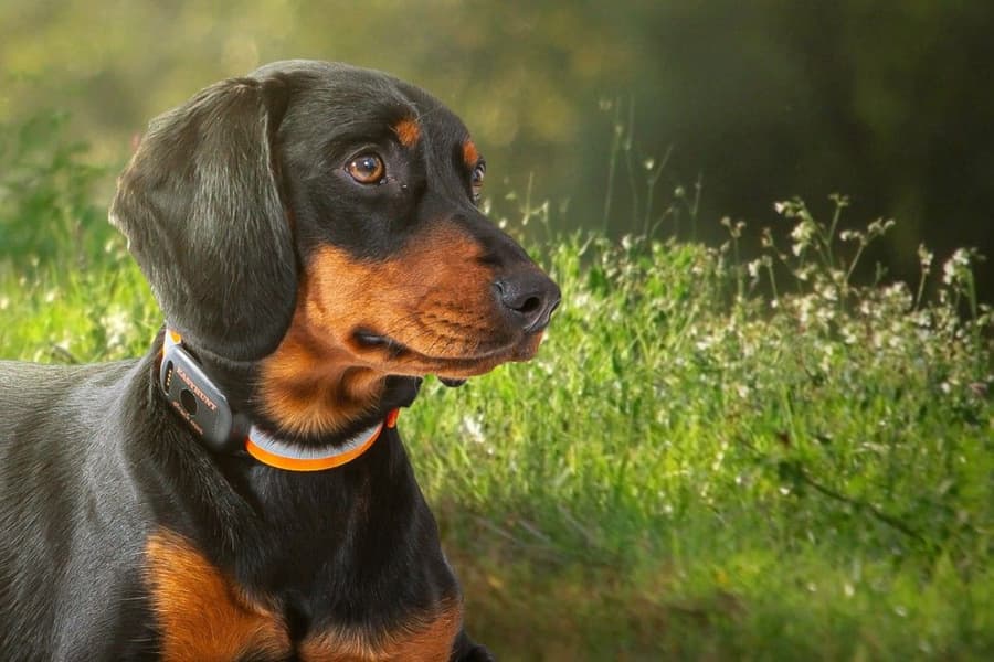 Easyhunt eTrack Mini | Widforss